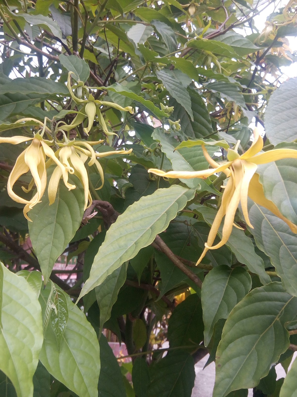 Yukhidupsehat agwingallery: BUNGA KENANGA BERMANFAAT UNTUK KECANTIKAN