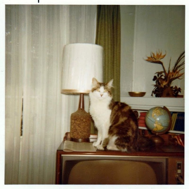 These Vintage Snaps Show Lovely Feelings of Cats When They Were ...