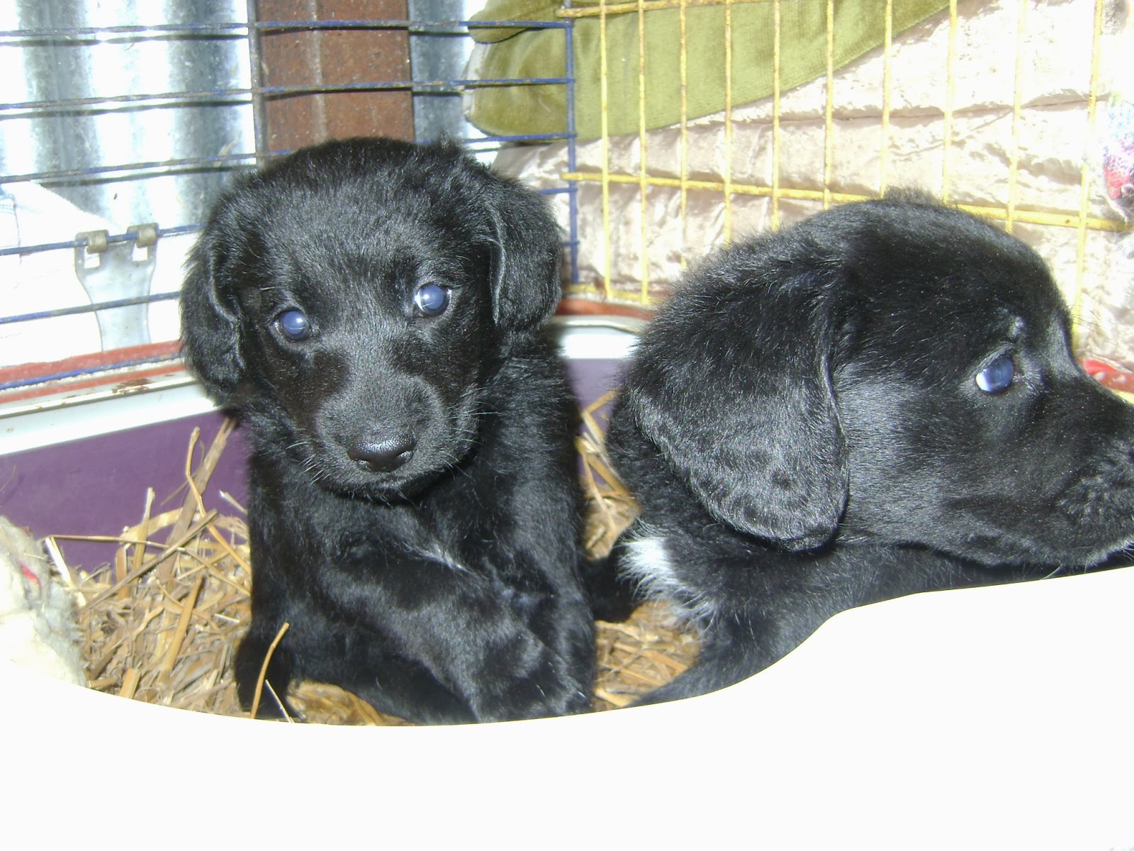 PROTECTORA D'ANIMALS LYDIA ARGILÉS: TRES MESTIZOS DE COKER, DE MES Y ...