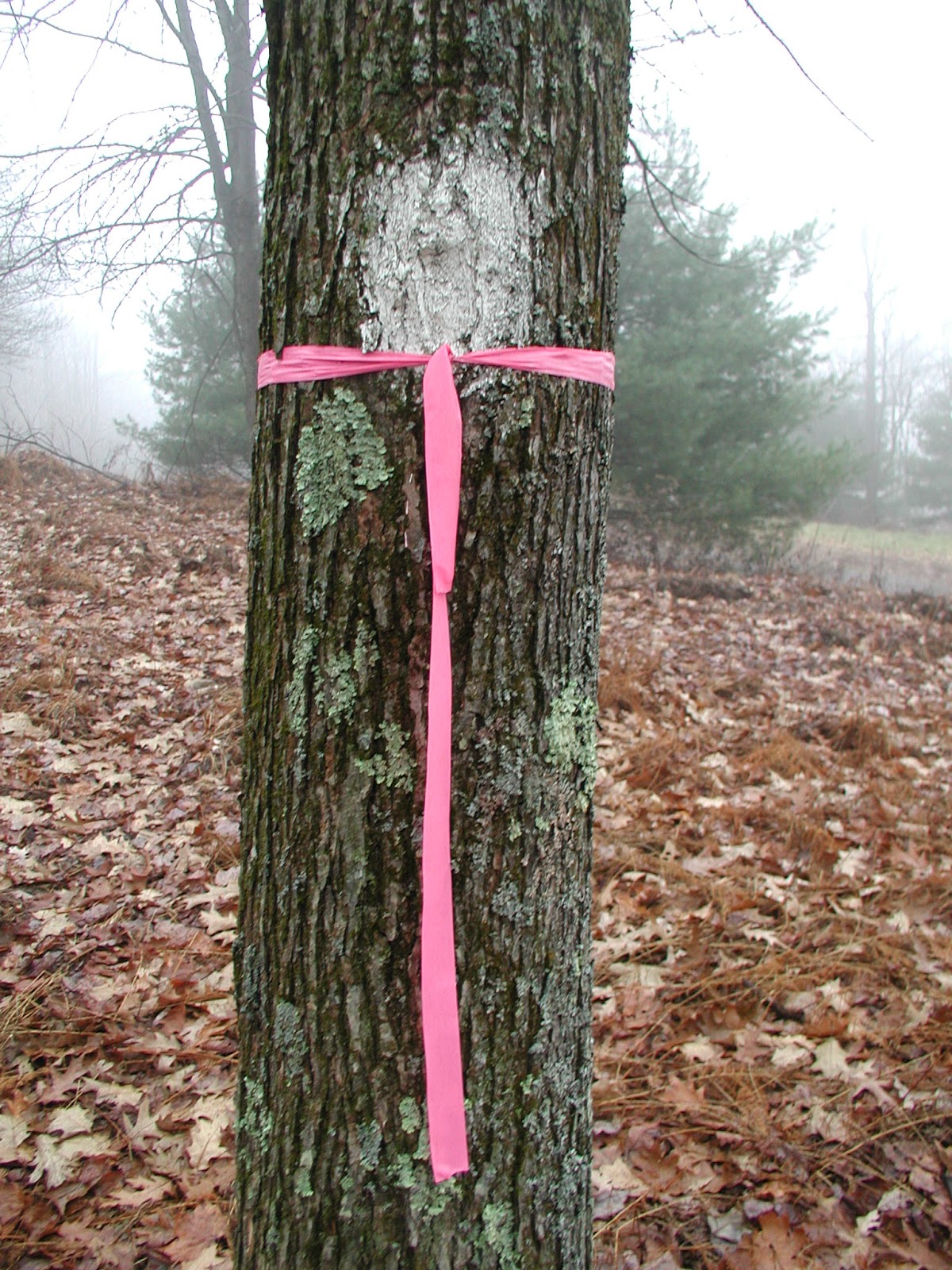 Central Pennsylvania Forestry: Timber theft Awareness