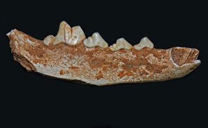 Karst Worlds: Gorham's Cave Excavation Set ForSummer