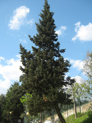 O Ambiente Nosso Amigo: Cedro ou Cipreste-português