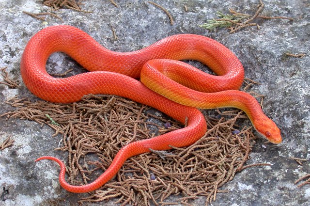Striped Sunglow Corn Snake | Corn snake, Snake, Pet snake