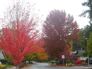 Damroot - Winter Squash Halwa