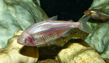 The Presurfer: 10 Astonishing Animals With No Eyes