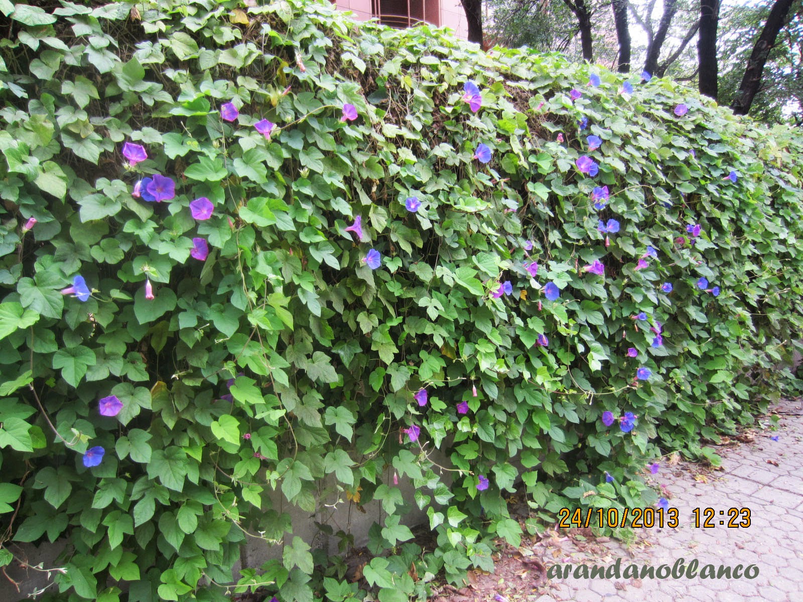 arbustosensevilla-encinarosa: Ipomoea / Don Diego de día / Ipomoea ...