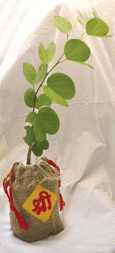 Wellness Ayurveda: Greetings on Dussehra with green gold.....