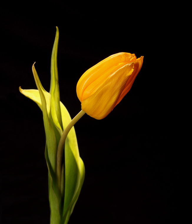 Holly's Blog: Studio Photography - Flowers