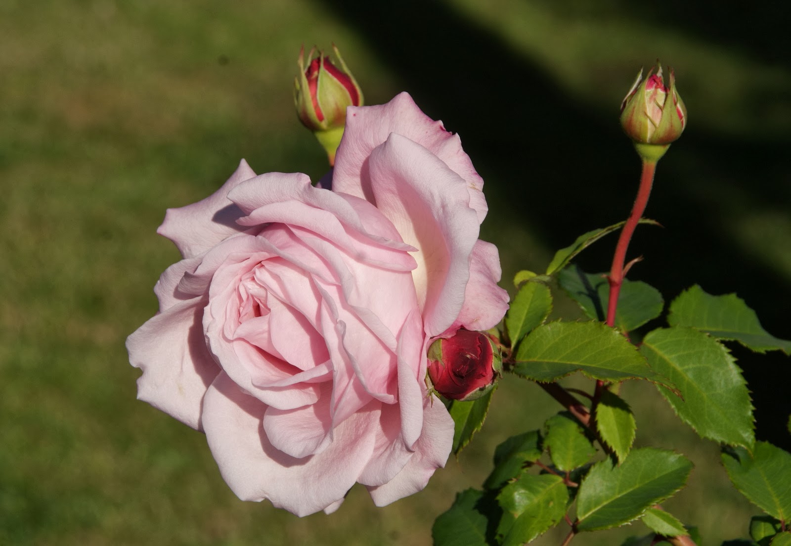Organic Garden Dreams: October Roses