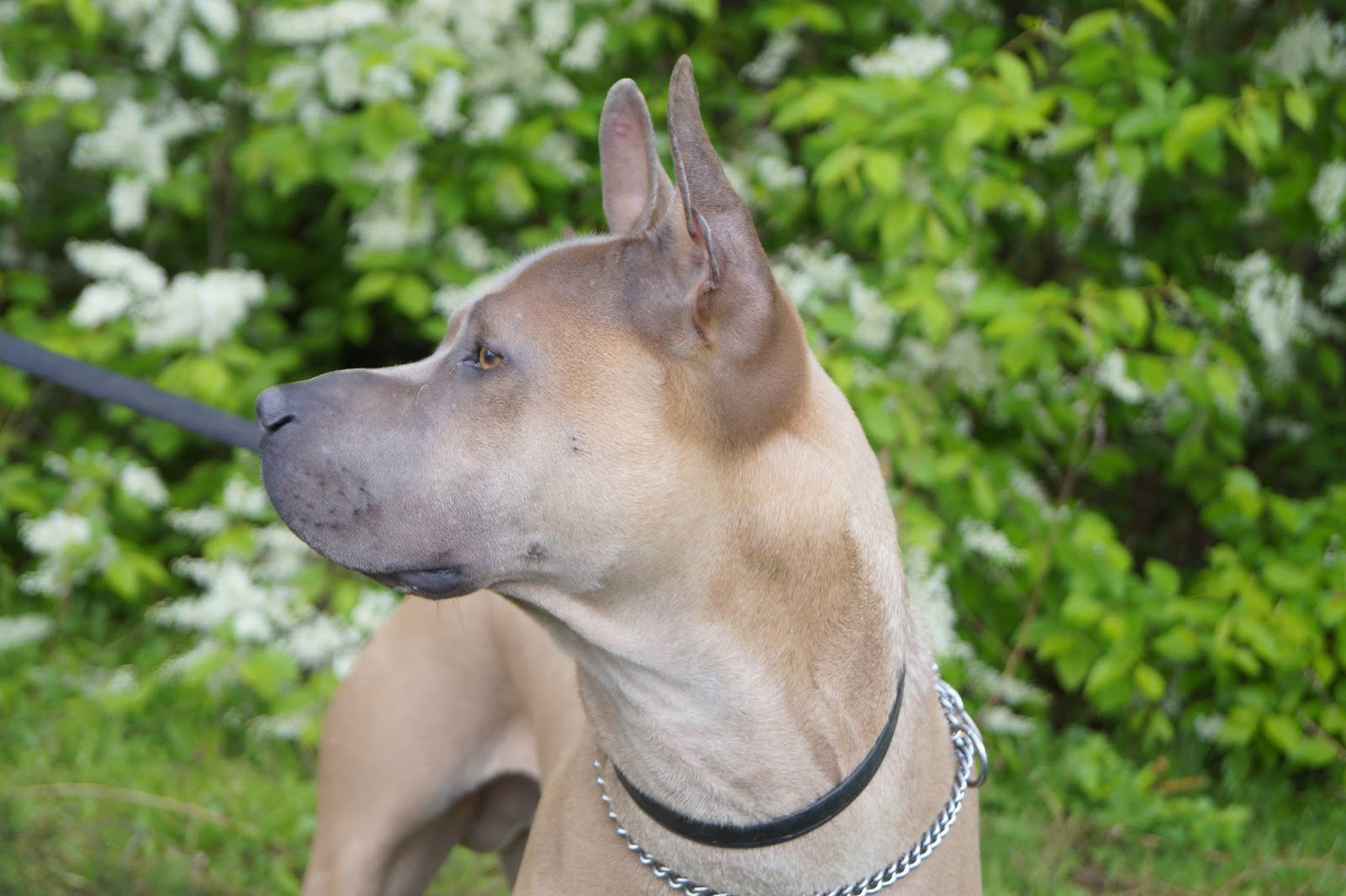 Thai Ridgeback Dog: Volariusowy thai ridgeback dog w kolorze isabel