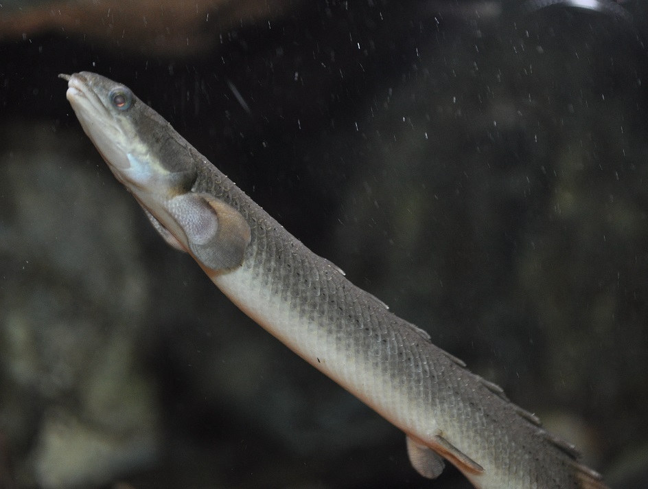 ZOOTOGRAFIANDO (6.057 ANIMALS): BICHIR DE SENEGAL / GRAY BICHIR ...