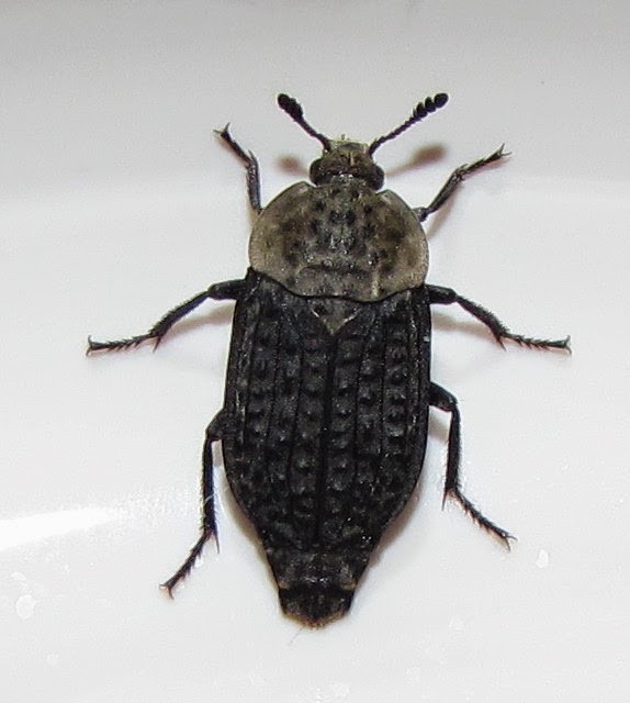 Bug Eric: Beetles from Bones