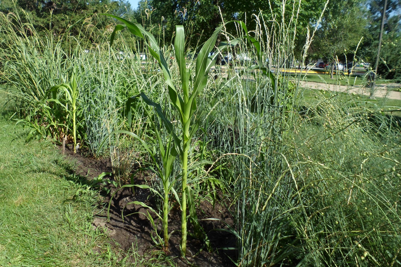 The Perennial Agriculturalist: maize