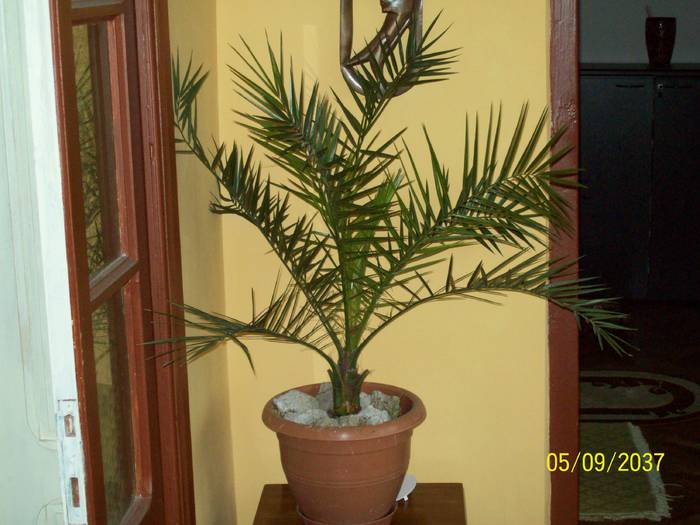 Curmal (Phoenix dactylifera)