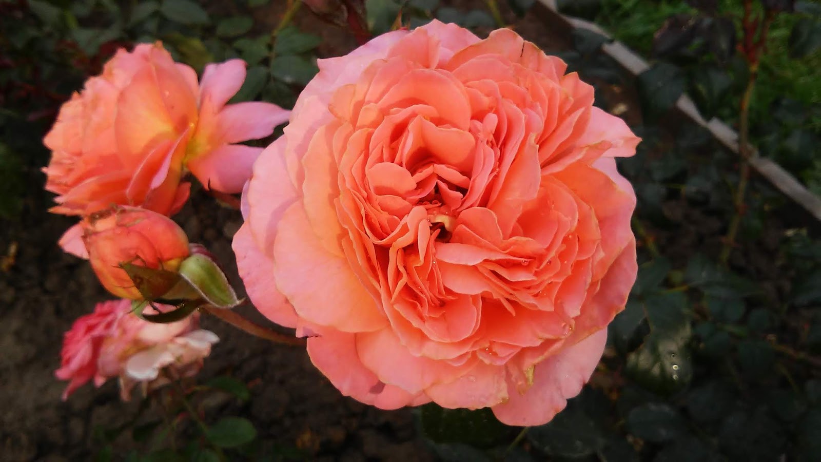 Ranczo Elma: Róża (Rosa) Louise Clements