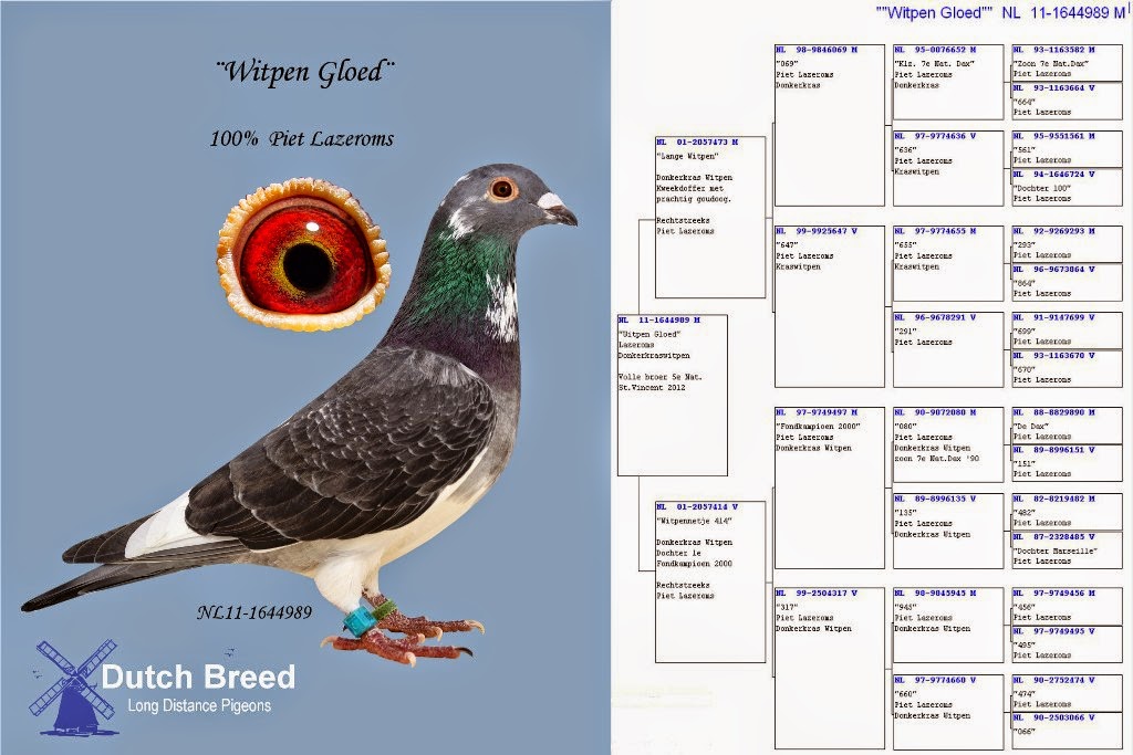 nieripigeons USA racing pigeons: Los Jan Aarden de Piet Laseroms.