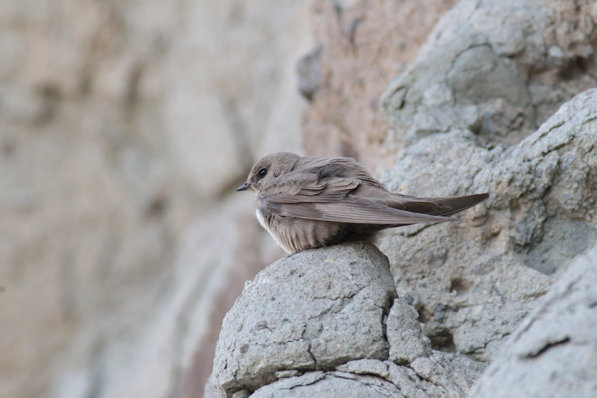 Birding Azerbaijan: Batumi Birding ‘Undiscovered Azerbaijan’ 28 May to ...