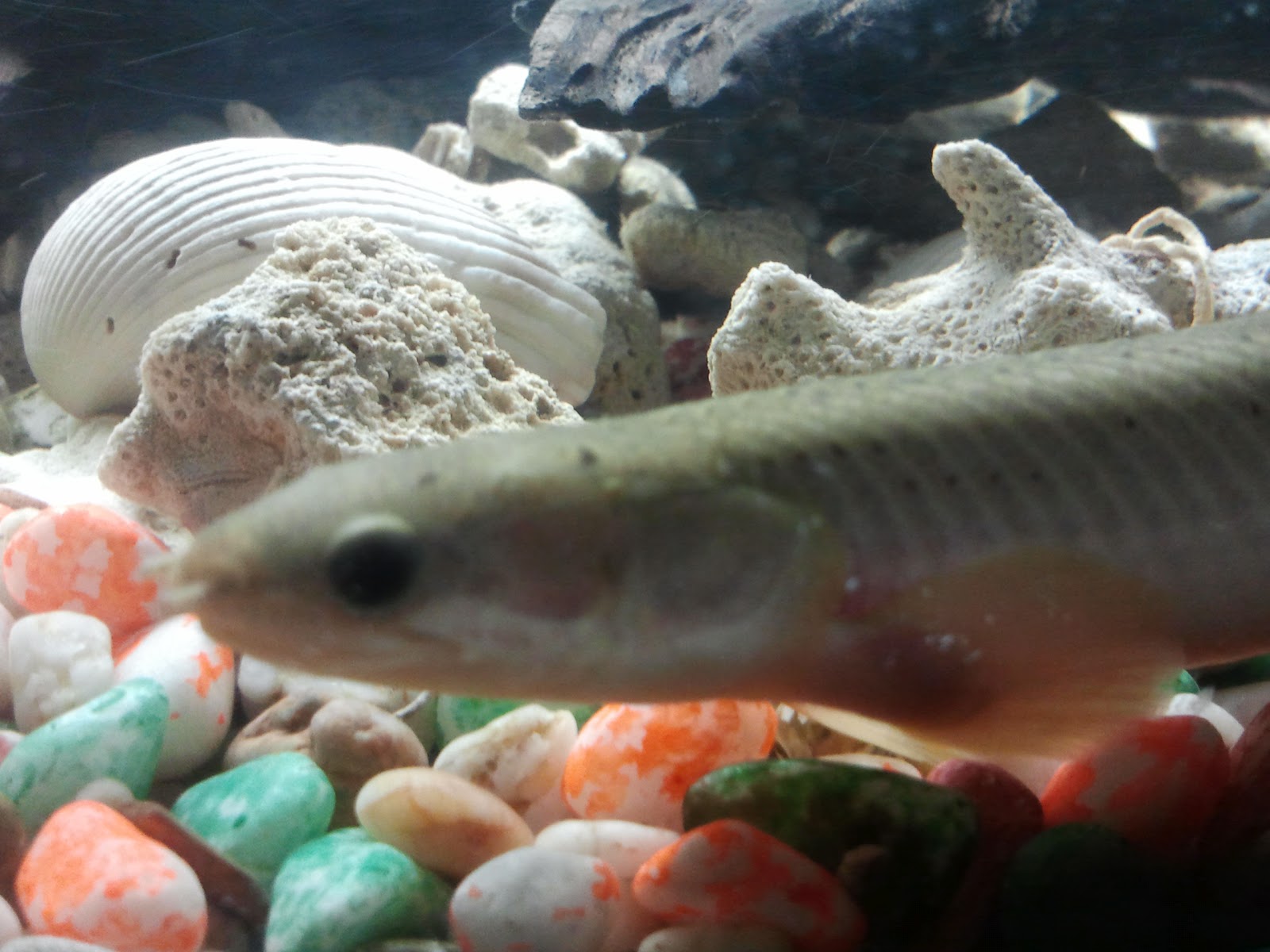 hardy boy: Ikan Pelik - DRAGON FISH