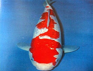 koi fish: Kohaku koi fish