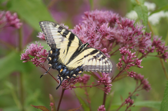 Things with Wings: Local Butterflies