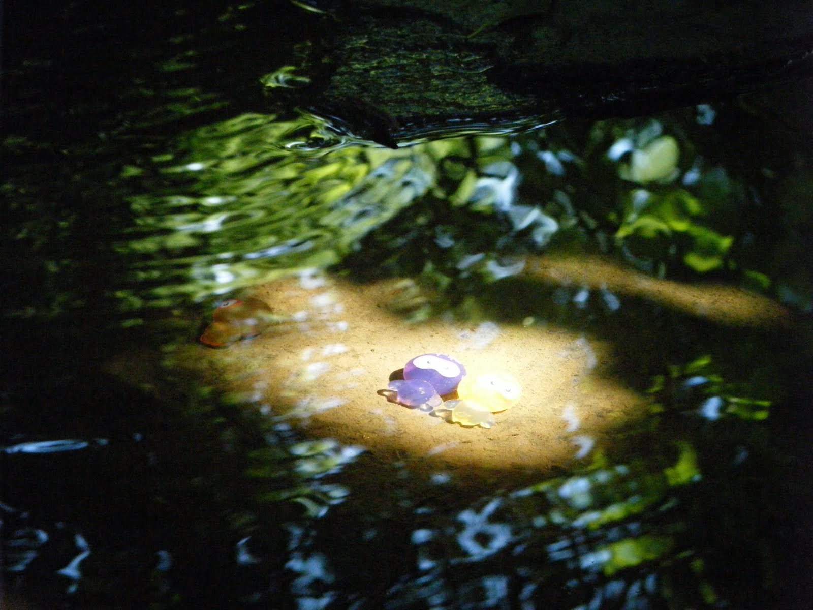What About Pie: Collecting Bok Choy Boys