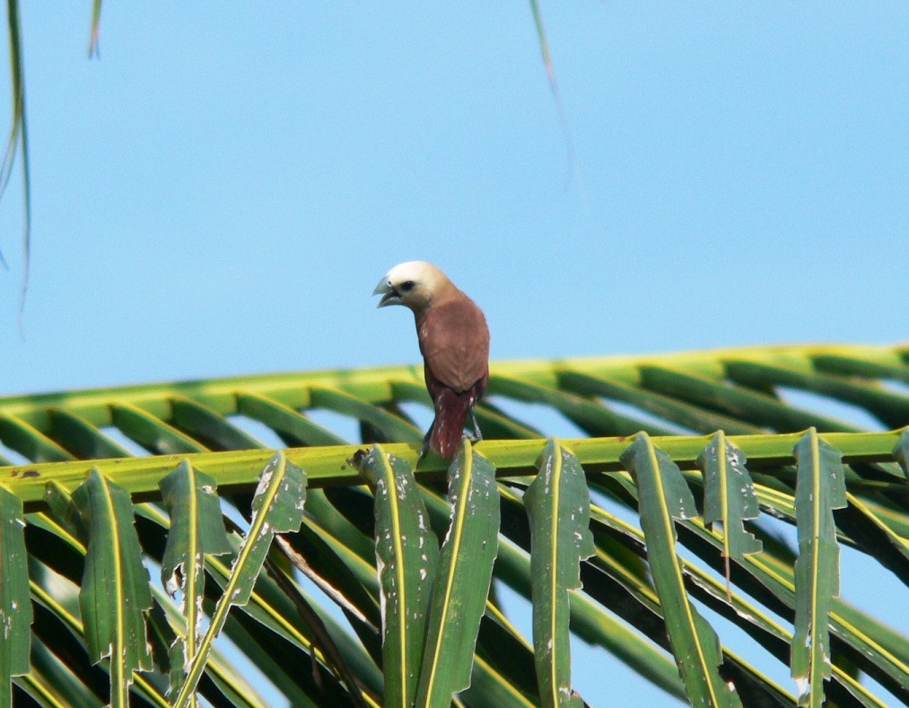 sunshinecoastbirds: Birds of Bali