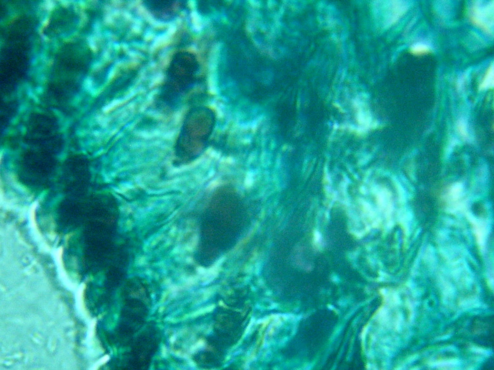 Debonair David: Microscopy, part 1