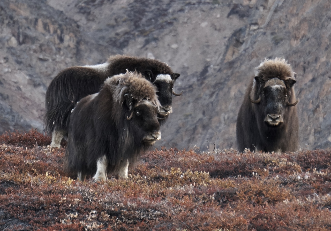 Captain JP's log: Wildlife of Greenland