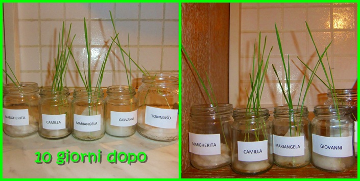 Studiamando liberamente: Coltivare il grano (in piccolo piccolo)