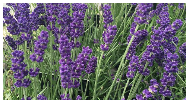 Λεβάντα. Άρωμα και μαγικό ...Μεσογειακό χρώμα | SOULOUPOSETO