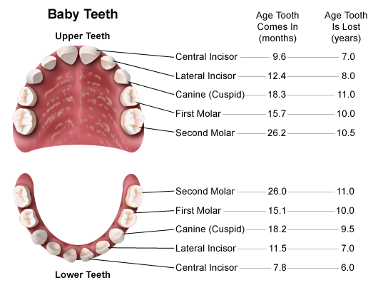 Yates Family News: Lower Central Incisor