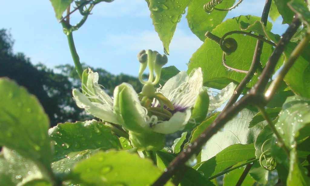 My little vegetable garden: Passion fruit / markisa update 3