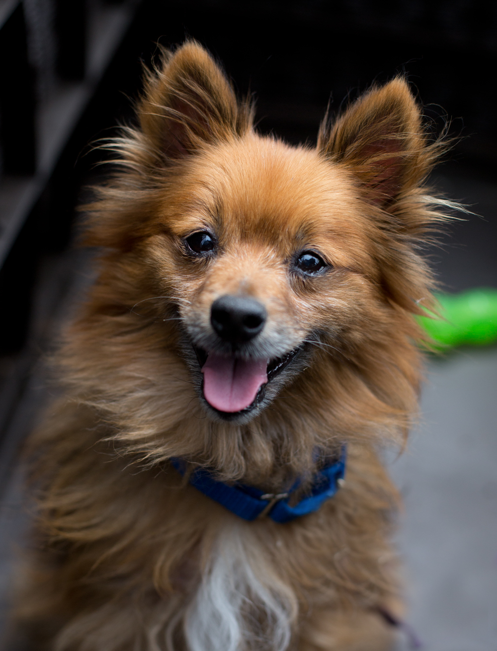Shelter Dogs of Portland: "ODIE" happy pom mix