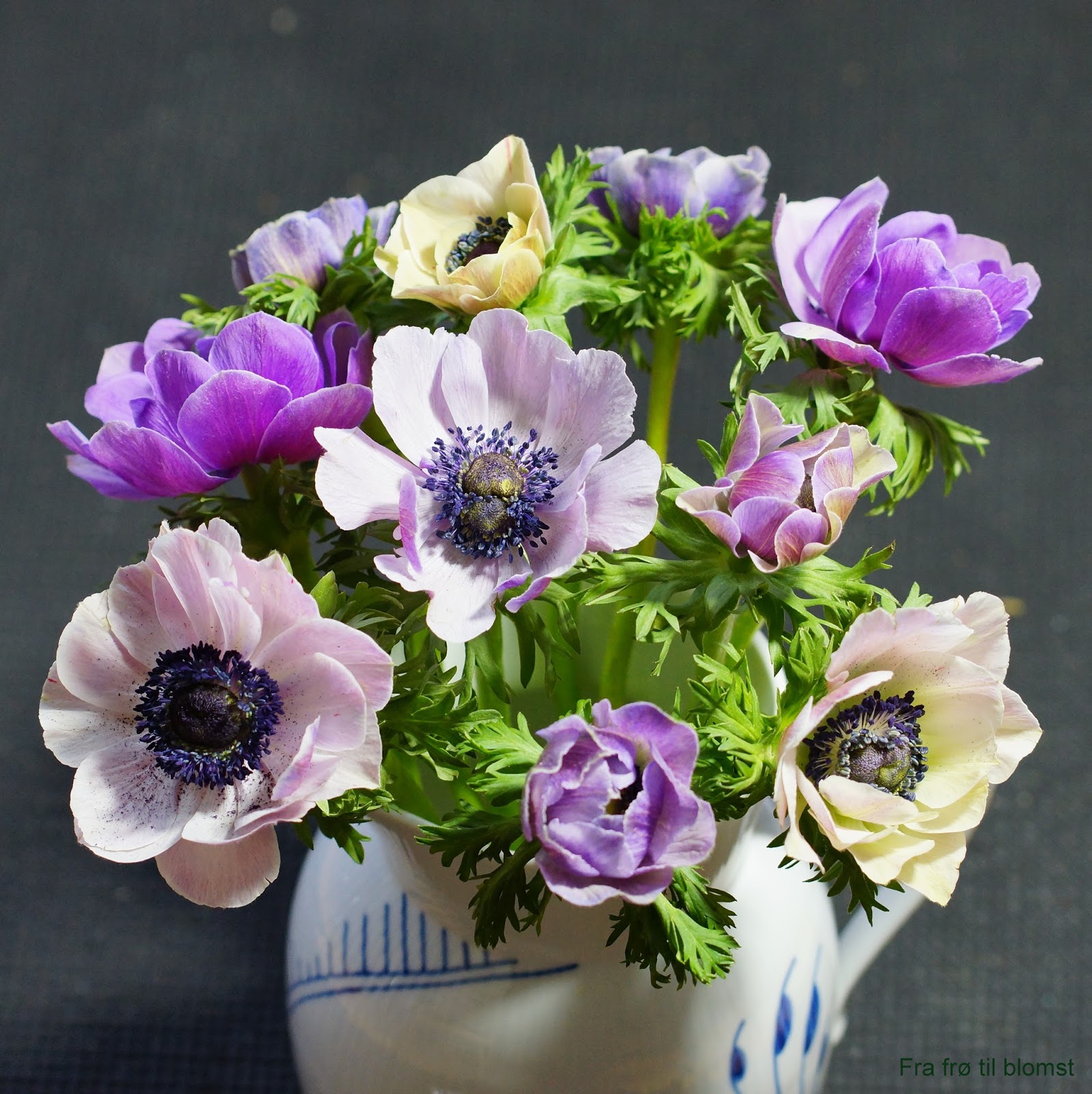 Fra frø til blomst: Franske anemoner og lidt foto tricks