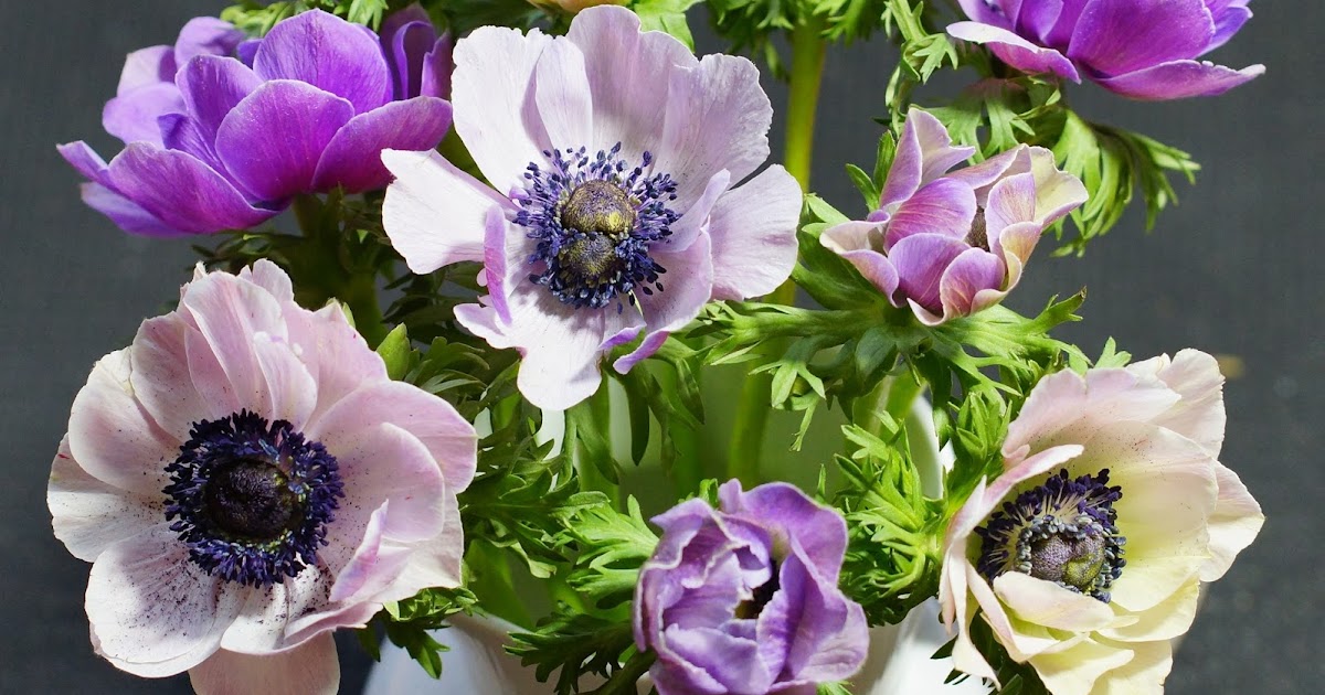 Fra frø til blomst: Franske anemoner og lidt foto tricks