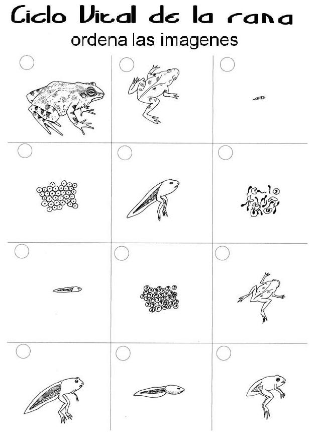 RECURSOS y ACTIVIDADES para Educación Infantil: Actividades para ...