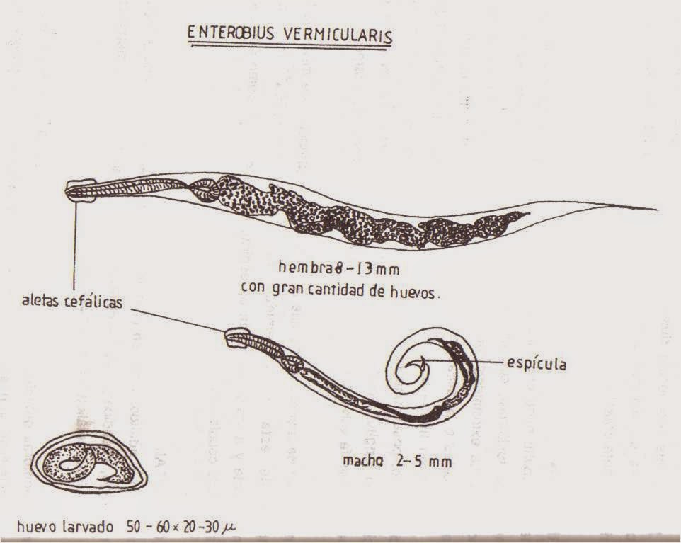 Parásitos, virus y bacterias: Oxiuriasis