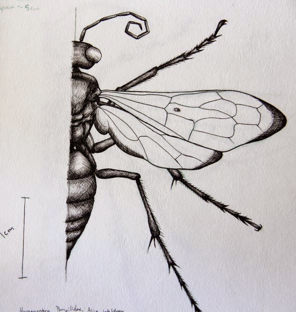 lost mountain wave: Mojave Desert Insects Writing and Art