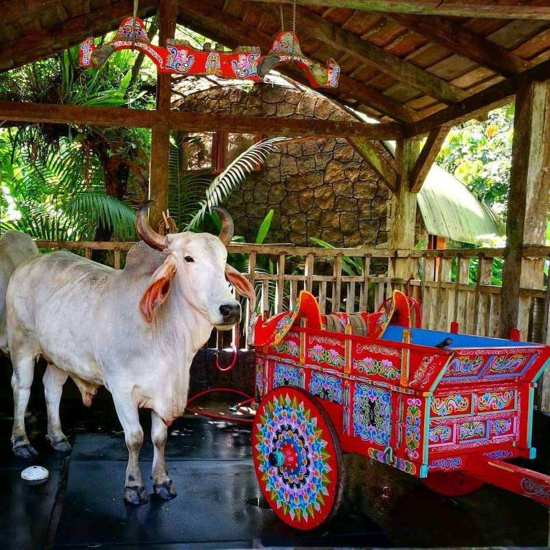 Conocé a mi bella Costa Rica: El café y su influencia cultural.