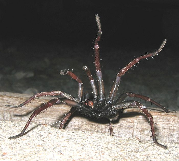 Esperance Fauna: Aname tepperi – Nemesiidae