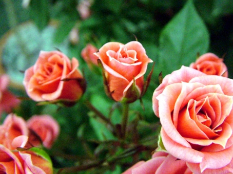 Tips Mudah Menanam Bunga Mawar Dalam Pot - ATH Aneka Tanaman Hias ...