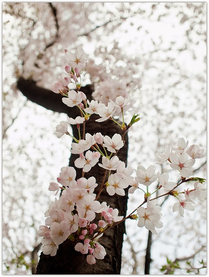 Delicate Cherry Blossoms