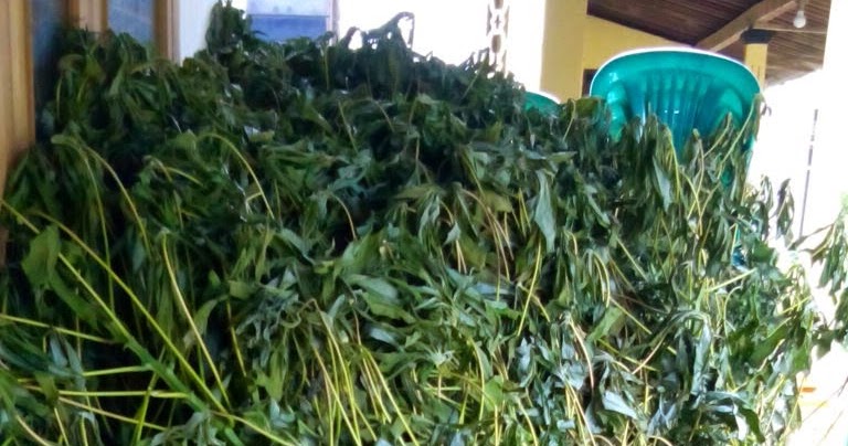 daun singkong pakan kambing protein tinggi - Joynim Farm