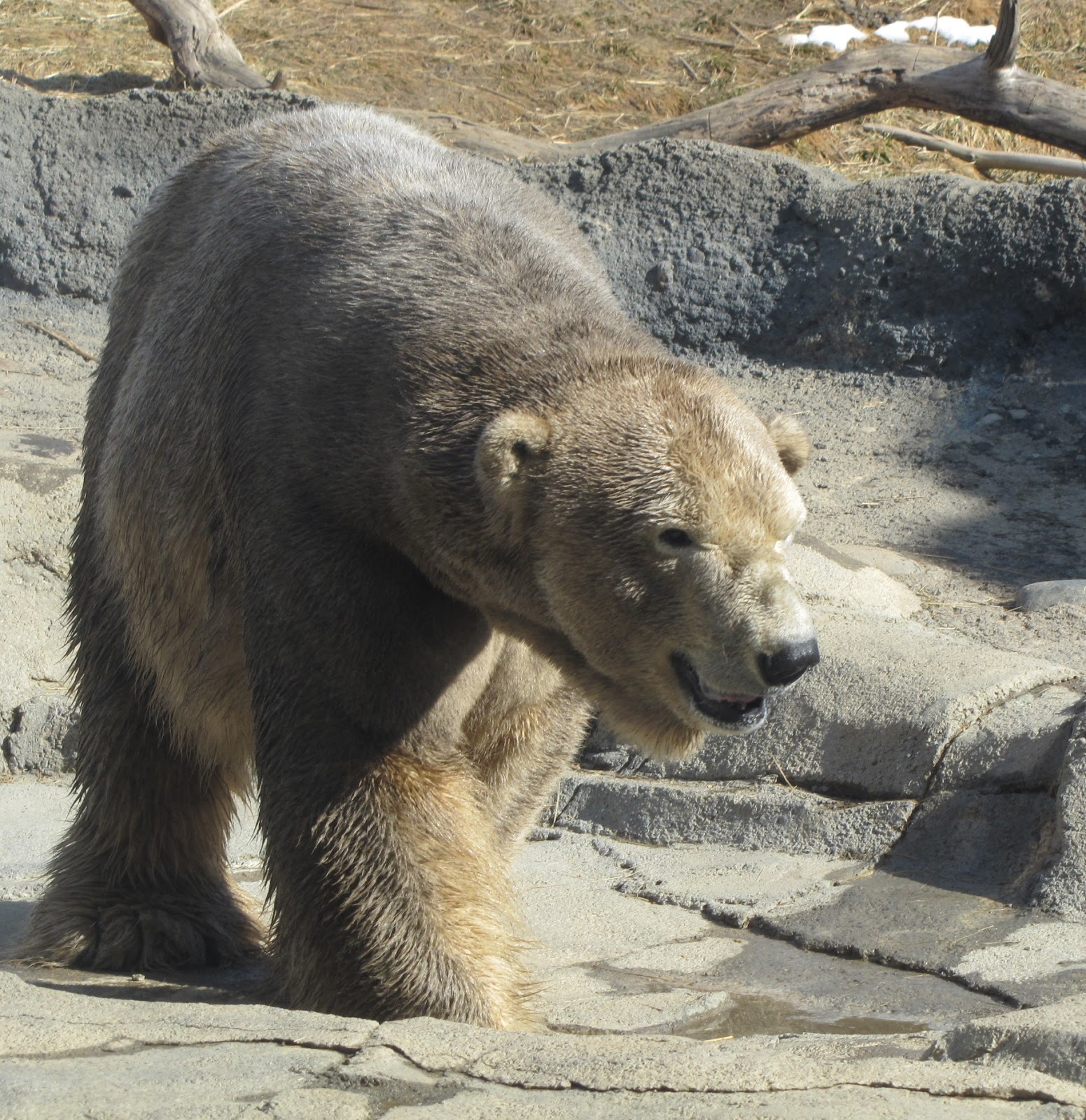 My Polar Bear Friends and Friends of Polar Bears: Nanuq makes new ...