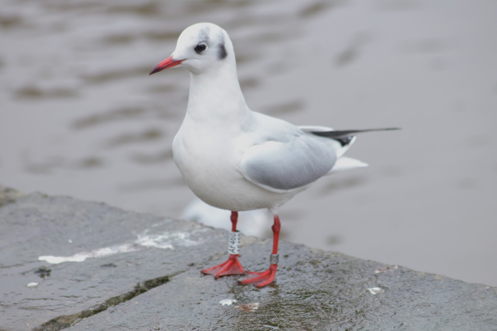 Valley Naturalist: 2015