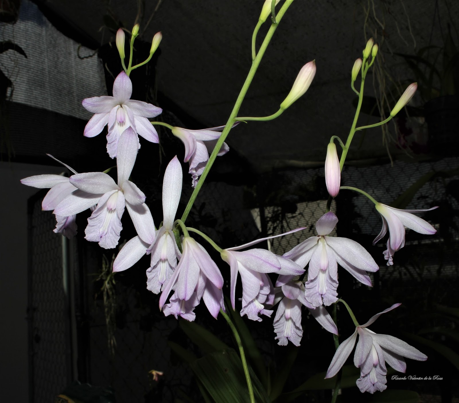 Ricardo's Blog, : Bletia patula Graham 1836, a vigorous plant with ...