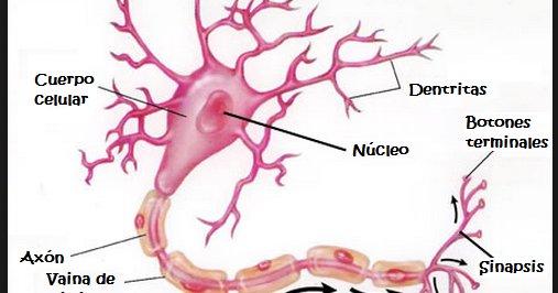BIOLOGIA703: CÉLULA ASTROCITO
