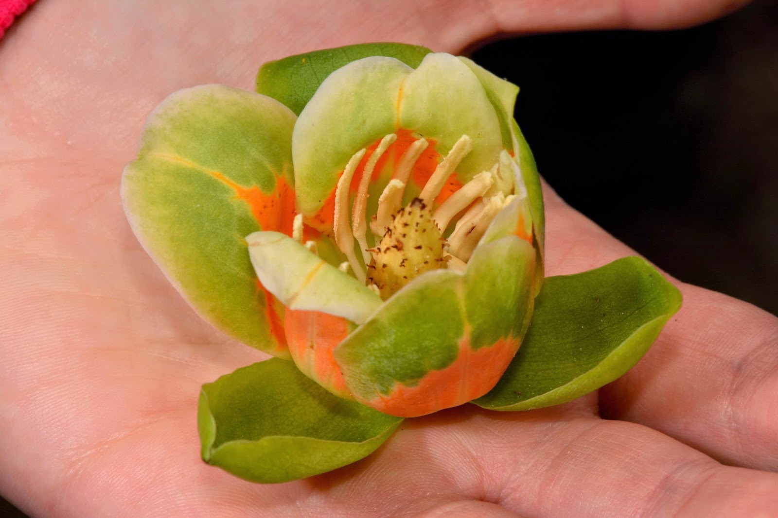 Nature Ramblers: May 1 2014 Ramble Report