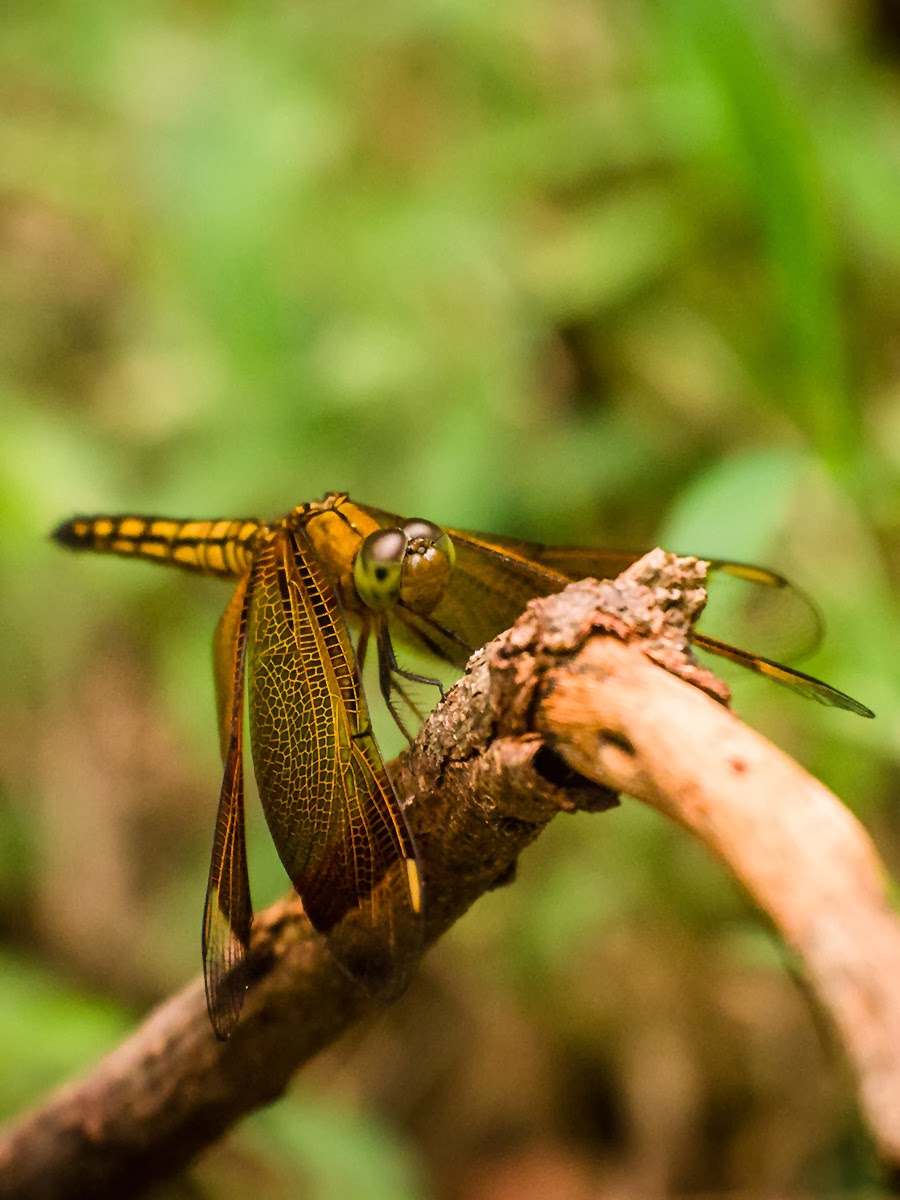 tower record: 優雅的善變蜻蜓(雌蟲, 黃褐色型)_Neurothemis ramburii ramburii (Red ...
