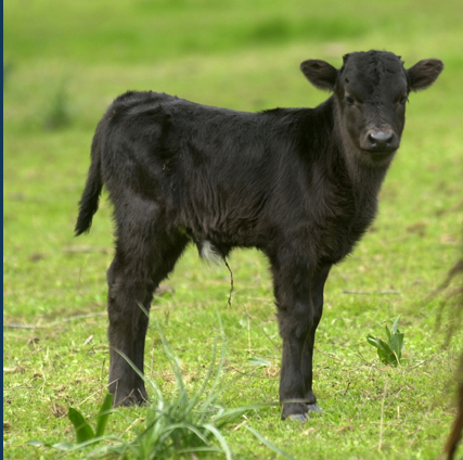 EL RETOÑAL: CUADERNO DE CAMPO: EL NACIMIENTO